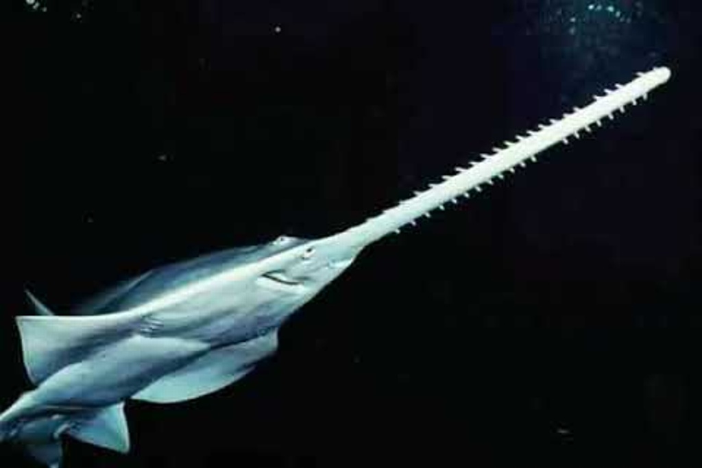 De las cinco especies del pez sierra, tres están en estado crítico de ...