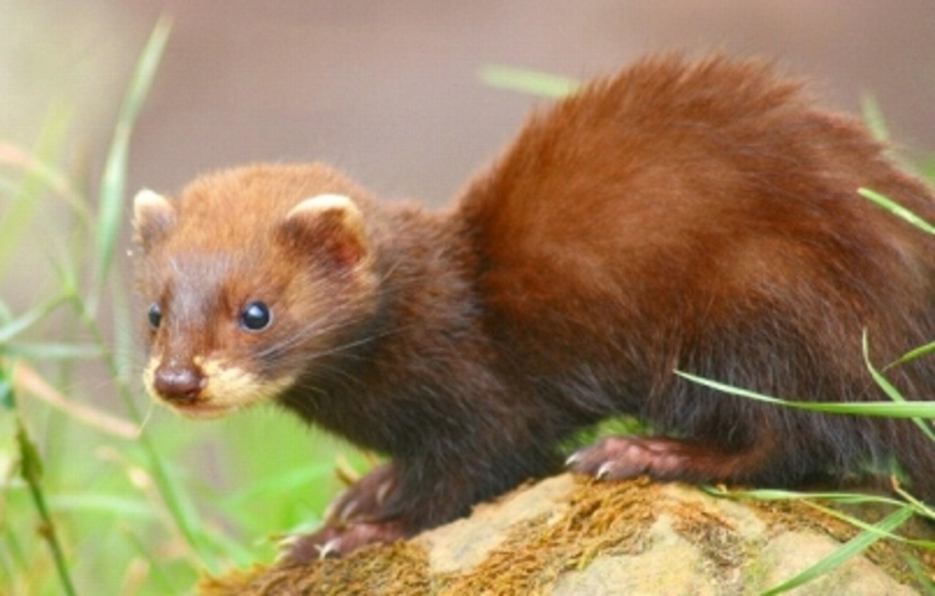 Buscan evitar la extinción del turón europeo - Tecnociencia - xeu Noticias